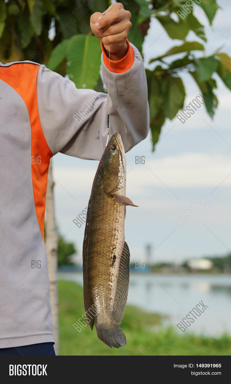 Striped Snakehead Fish Image & Photo (Free Trial) | Bigstock