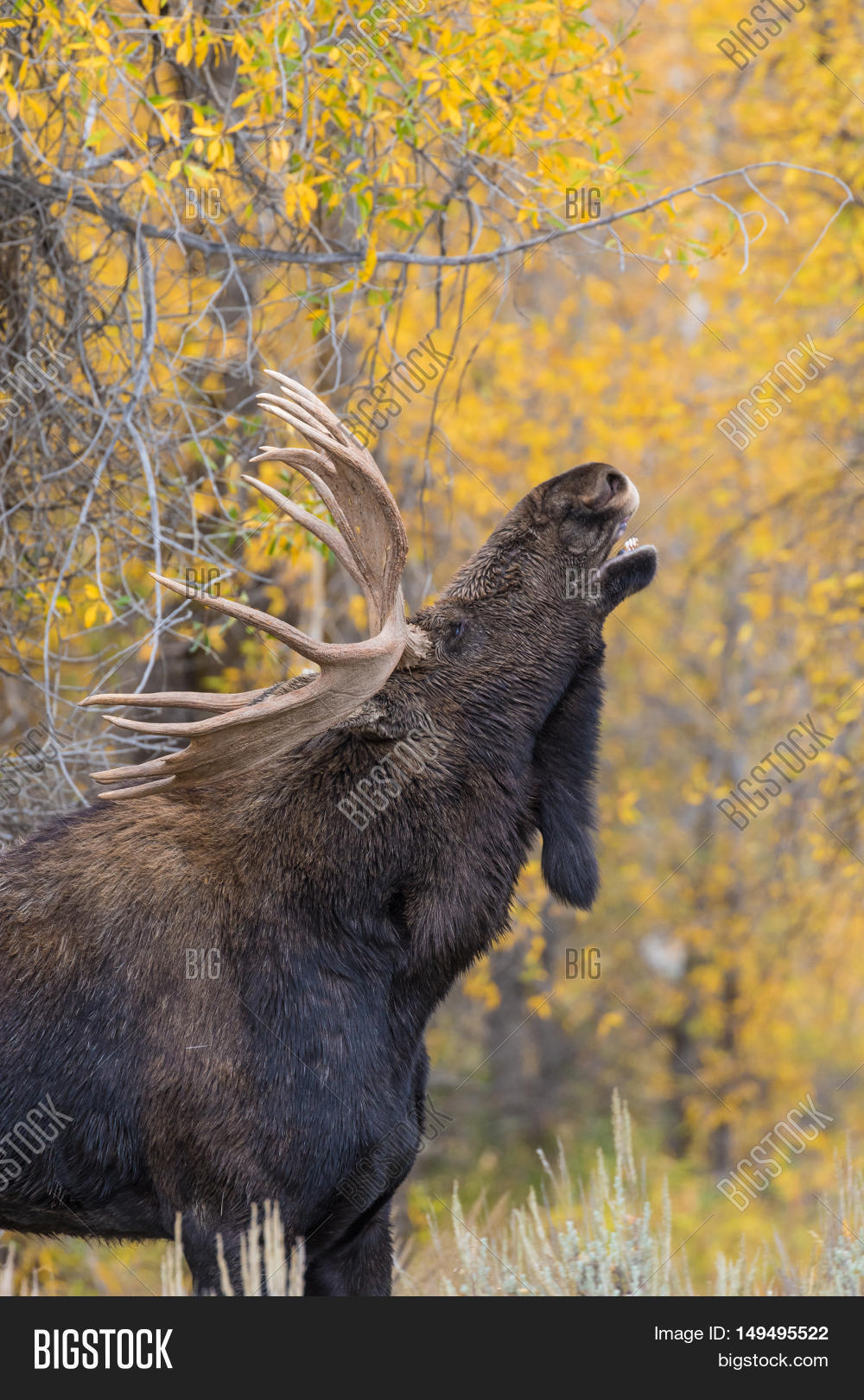 Big Shiras Bull Moose Image & Photo (Free Trial) | Bigstock