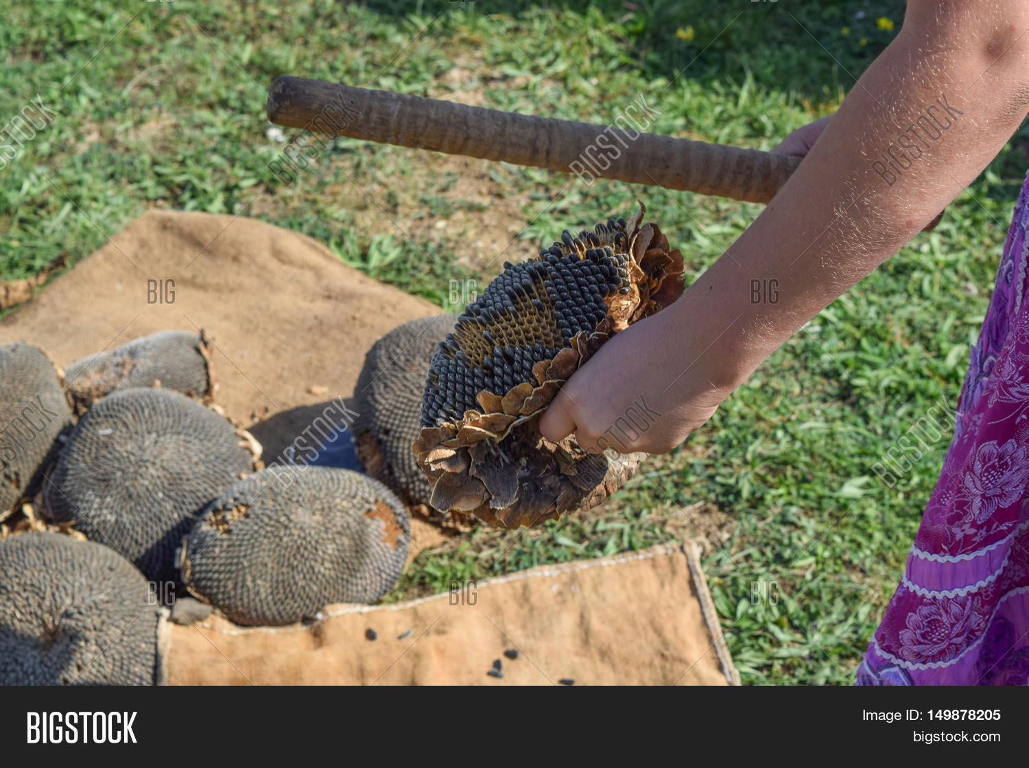 Threshing Sunflower Image & Photo (Free Trial) | Bigstock