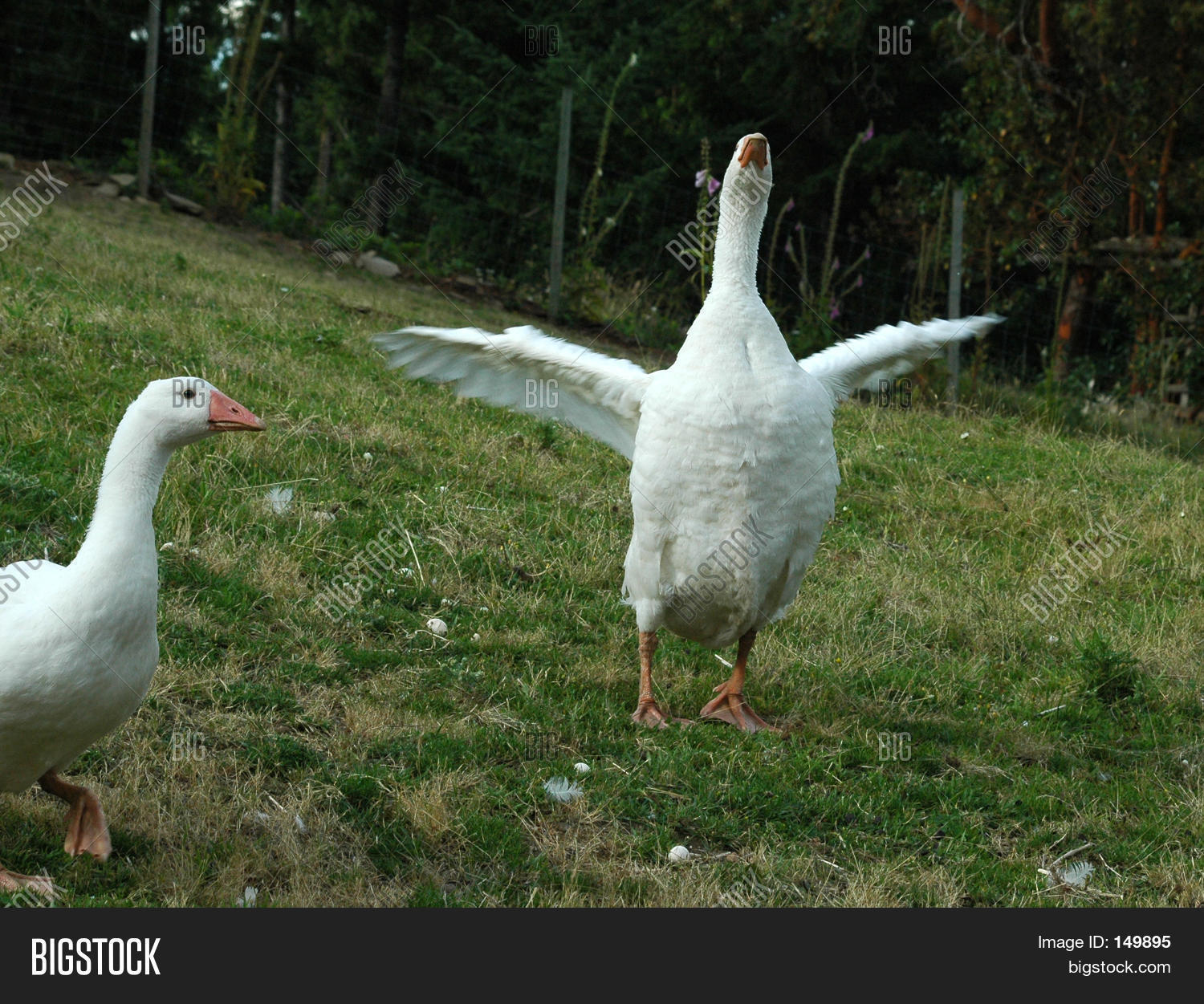 Singing Geese Image & Photo (Free Trial) | Bigstock