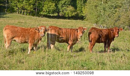 Limousin Cattle Breed Image & Photo (Free Trial) | Bigstock