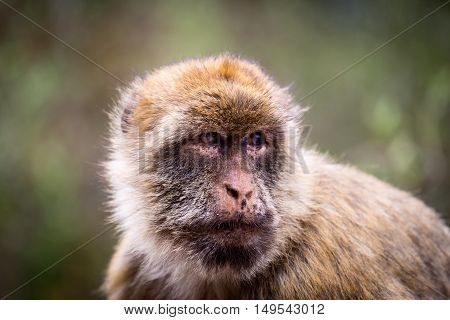 Barbary Macaque 图片和照片（免费试用） | Bigstock