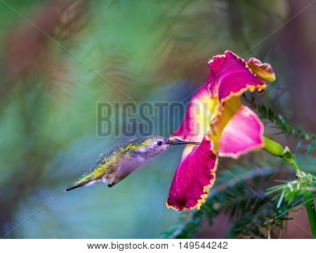 Female Ruby Throated Image & Photo (Free Trial) | Bigstock