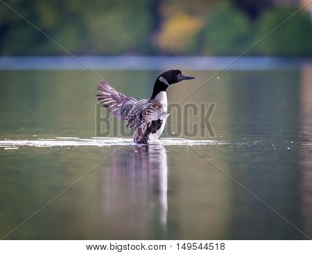 Common Loon Breaching Image & Photo (Free Trial) | Bigstock