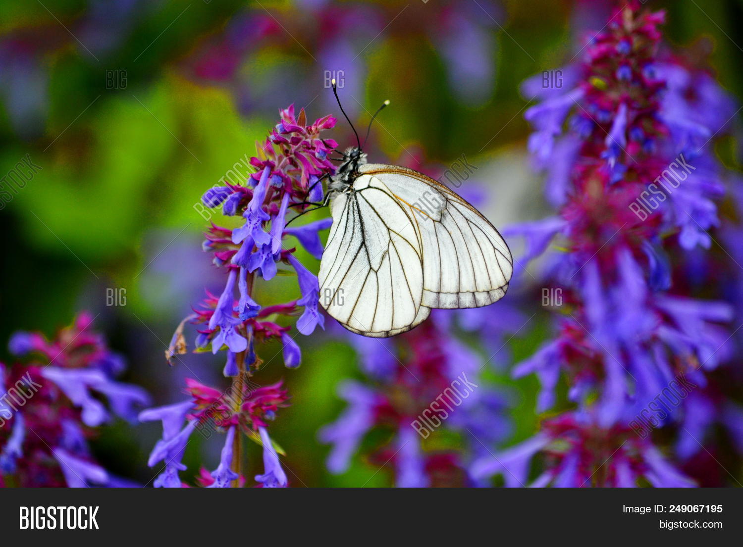 Insect By Flap Garden Image & Photo (Free Trial) | Bigstock