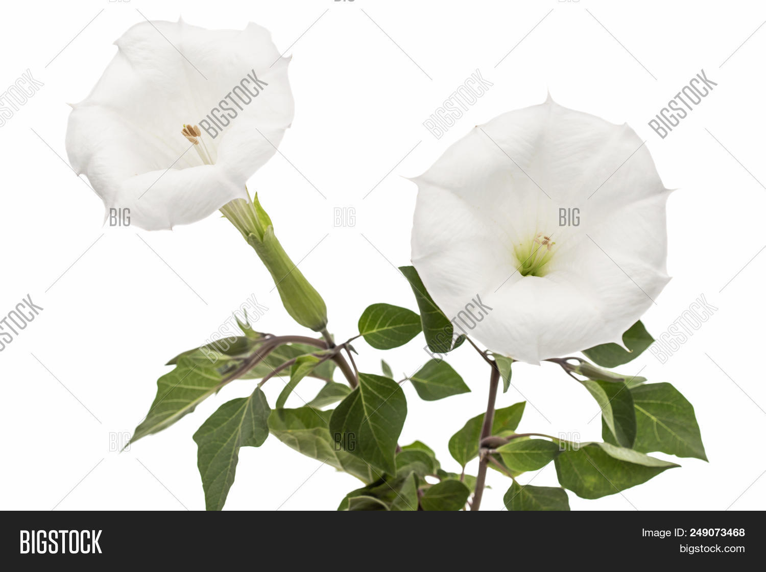Datura Flower, Dope, Image & Photo (Free Trial) | Bigstock