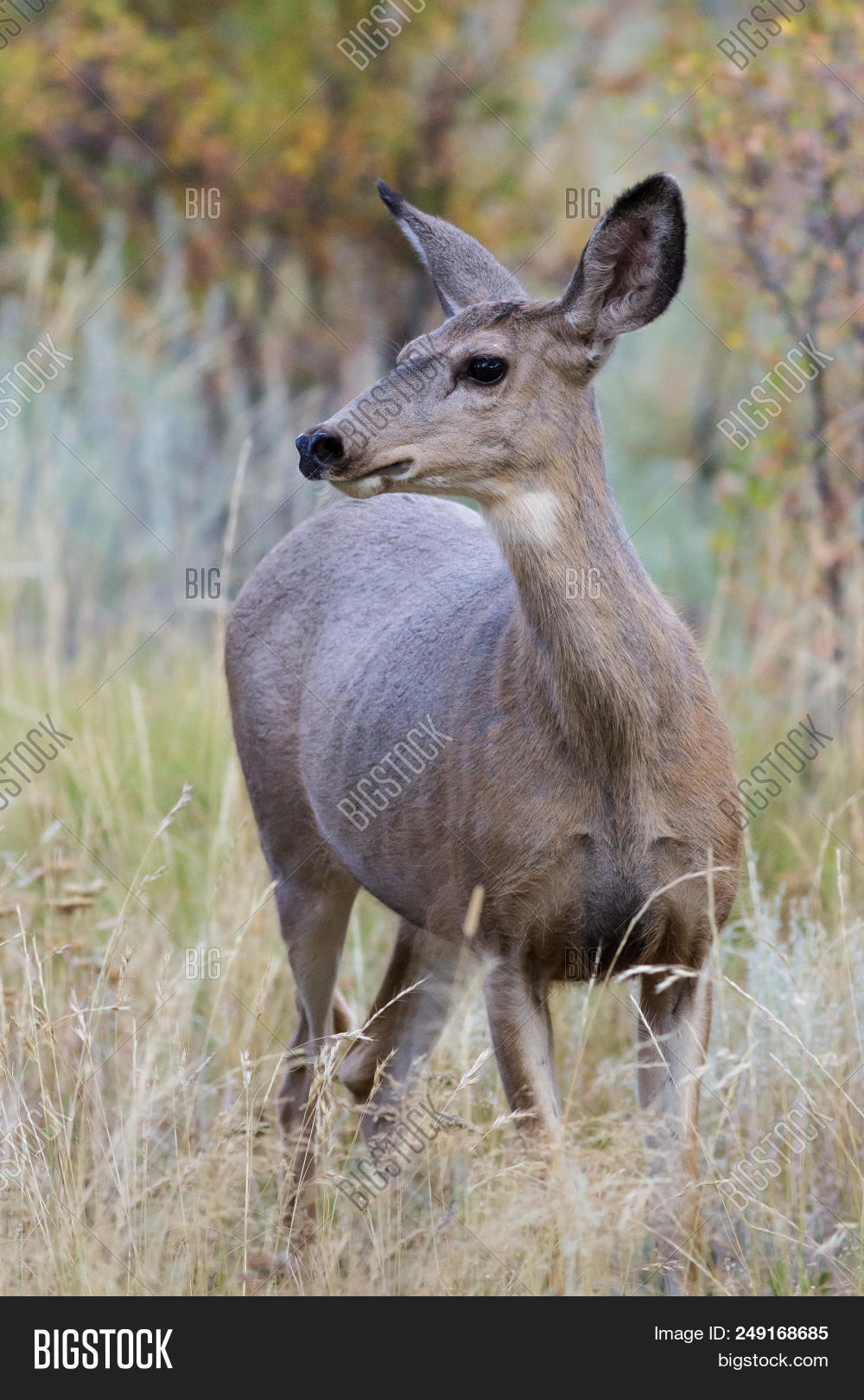 Wild Deer On Colorado Image & Photo (Free Trial) | Bigstock