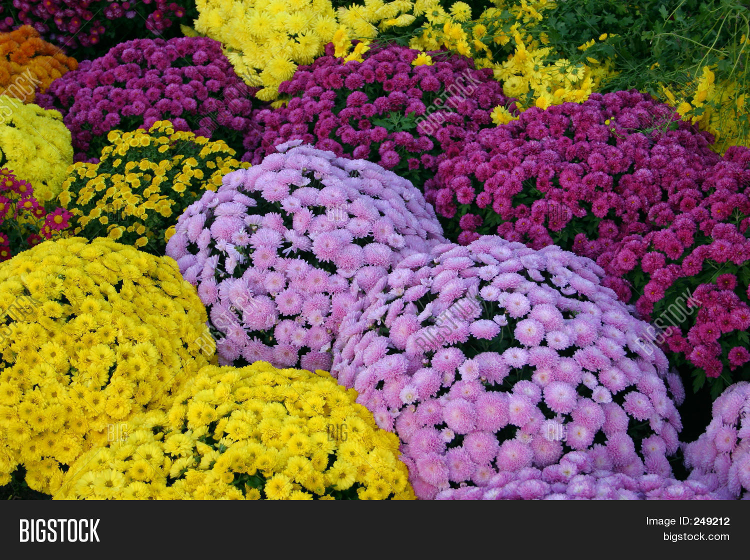 Chrysanthemum Color Image & Photo (Free Trial) | Bigstock