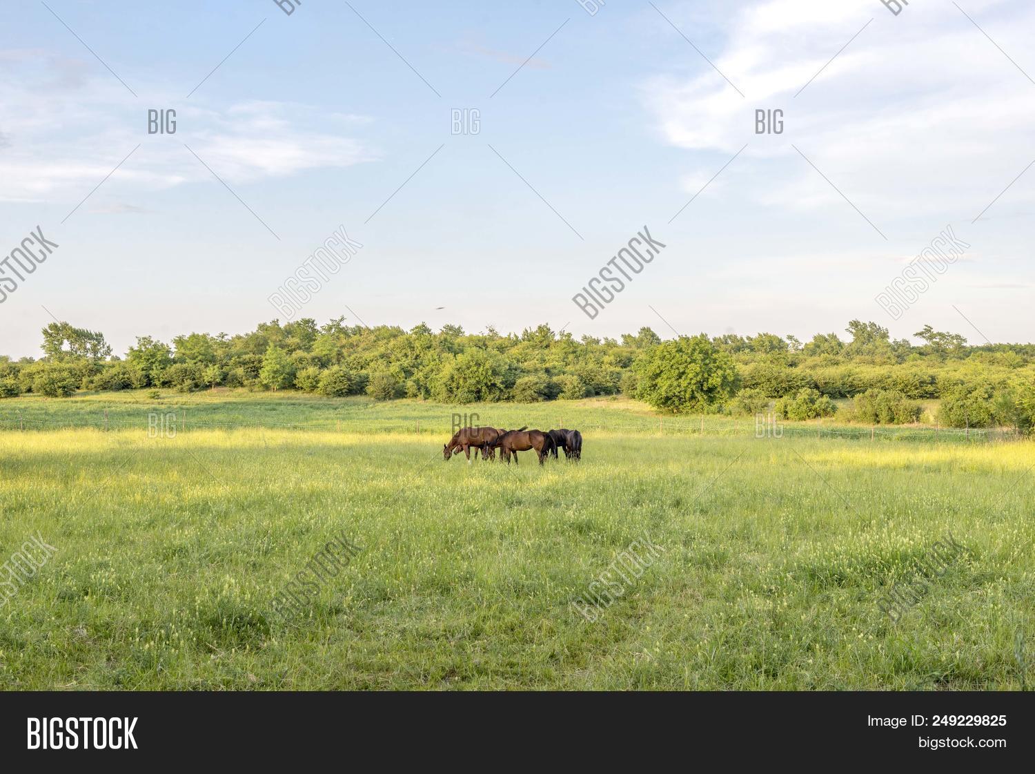 Horses Grazing On Image & Photo (Free Trial) | Bigstock