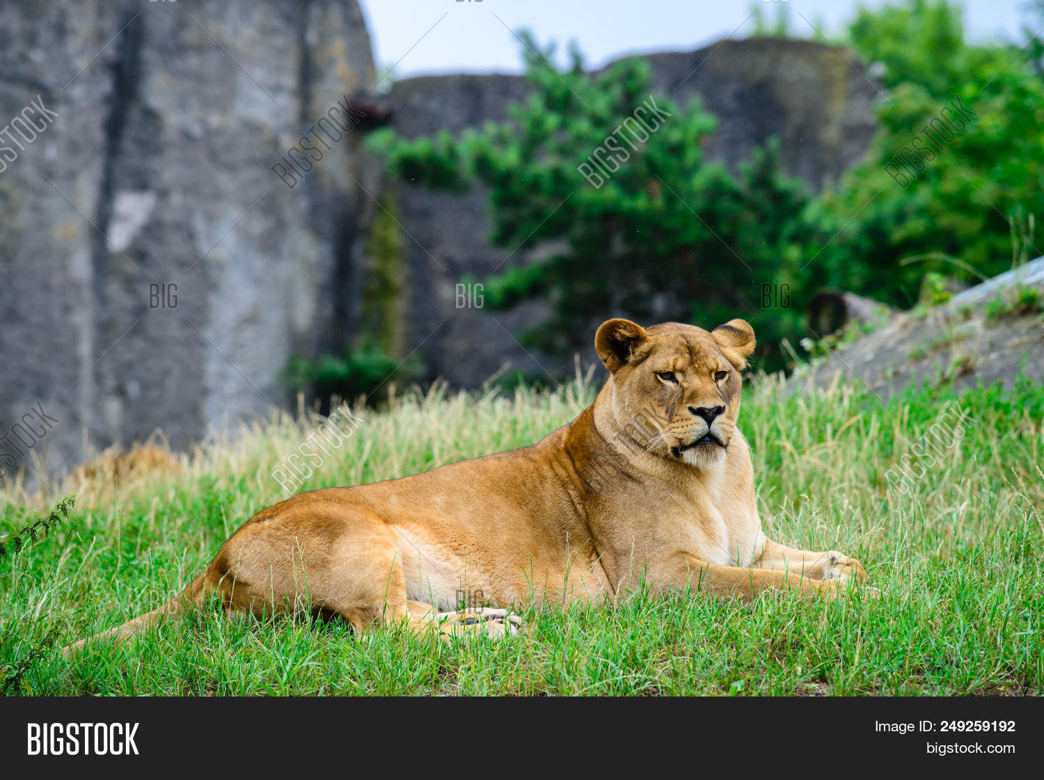 Beautiful Lioness Lies Image & Photo (Free Trial) | Bigstock