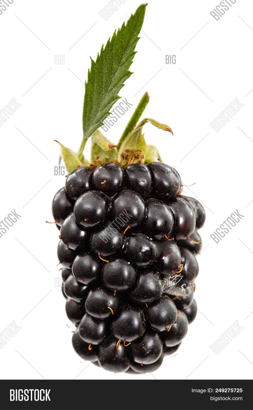 Berries Blackberry, Image & Photo (Free Trial) | Bigstock