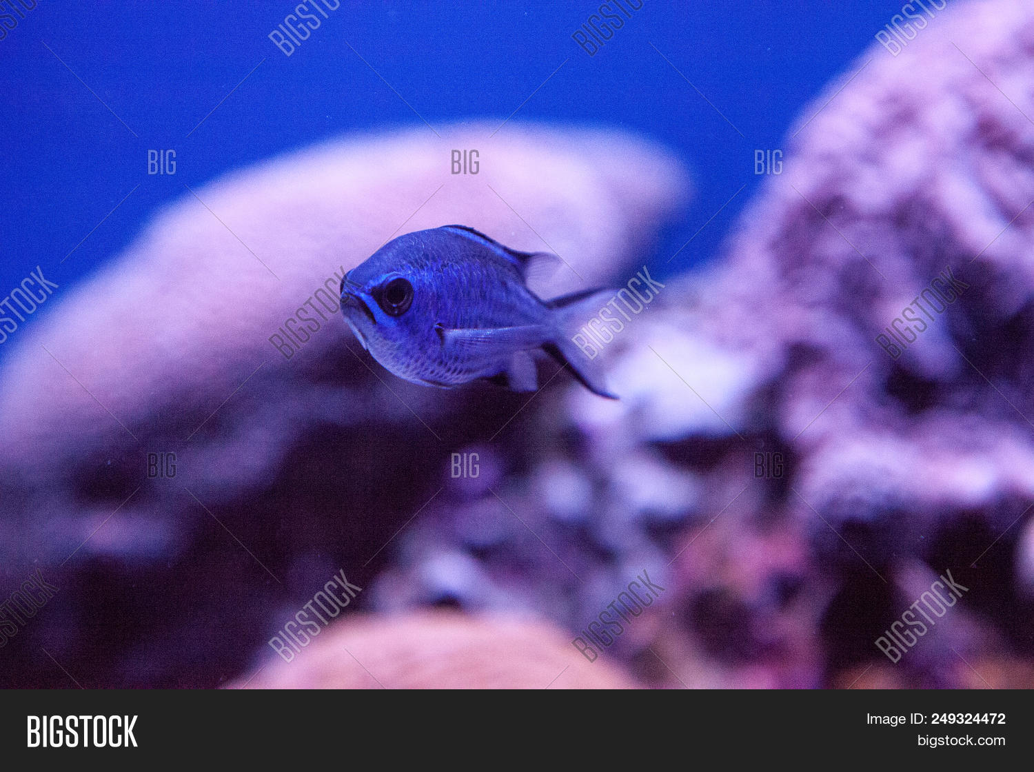 Blue Reef Chromis Image & Photo (Free Trial) | Bigstock
