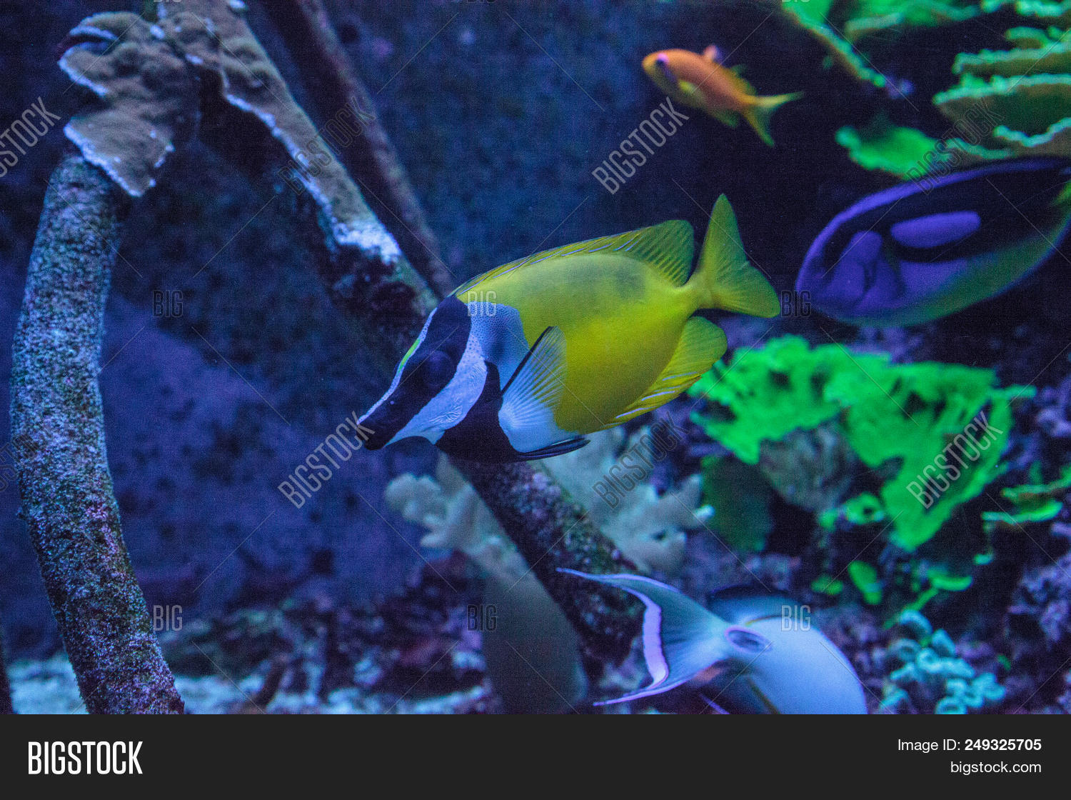 Foxface Rabbitfish Image & Photo (Free Trial) | Bigstock