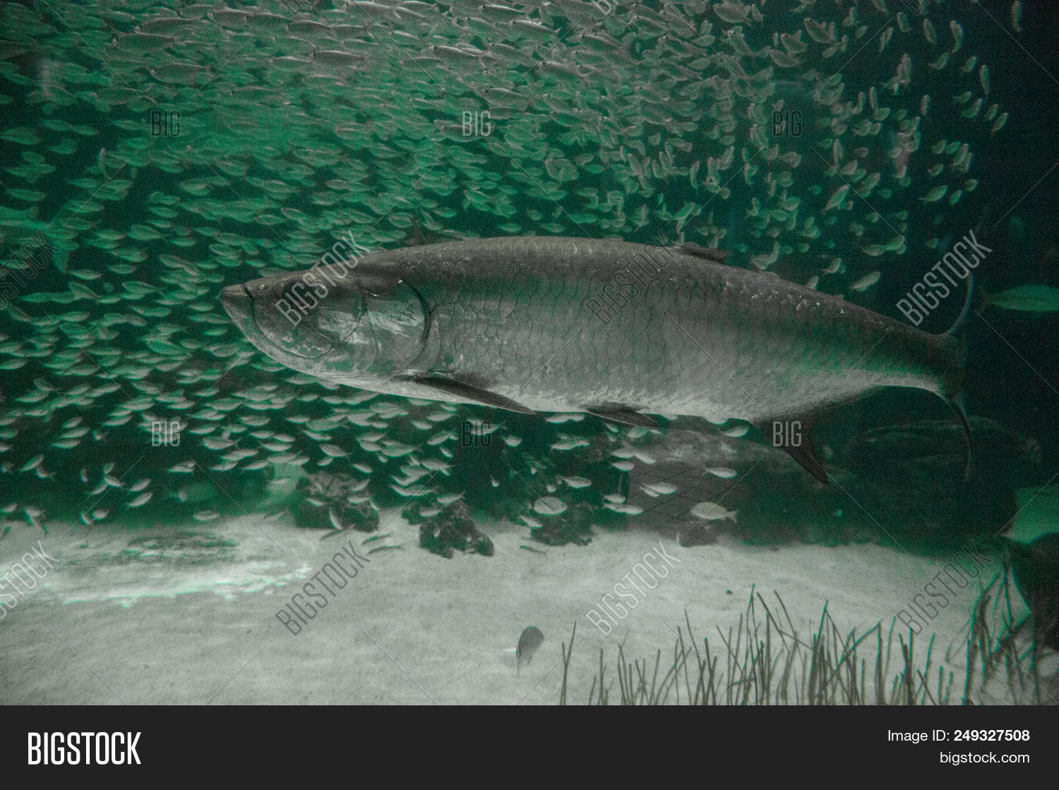 Tarpon Fish Megalops Image & Photo (Free Trial) | Bigstock