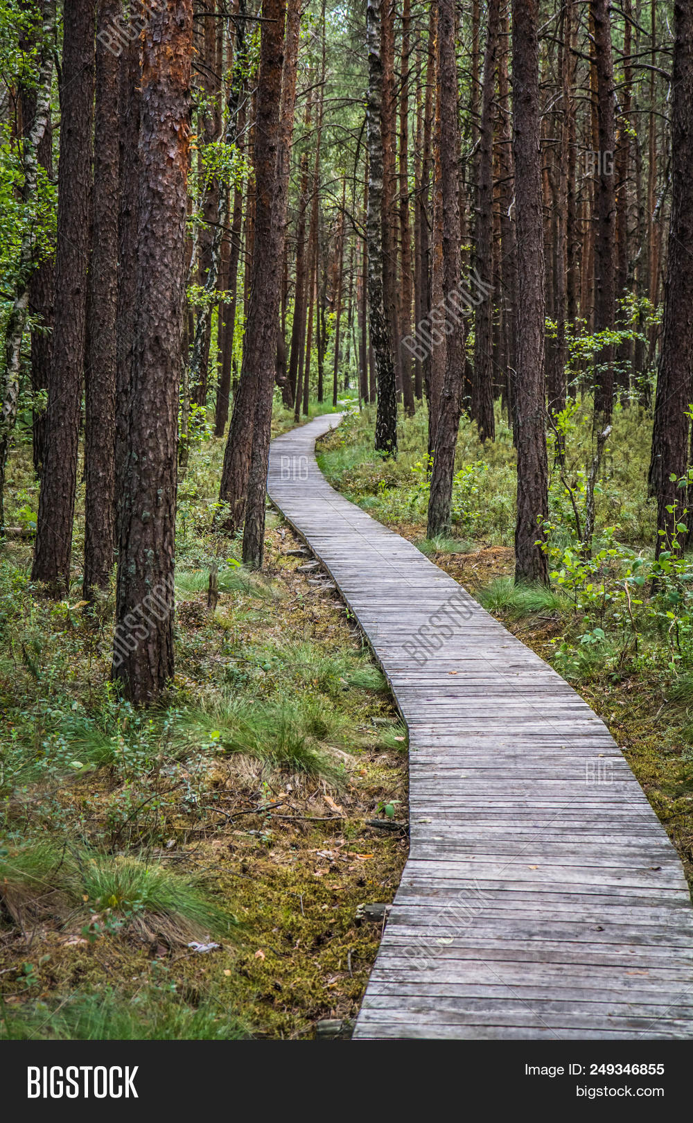 Wooden Walkway Green Image & Photo (Free Trial) | Bigstock