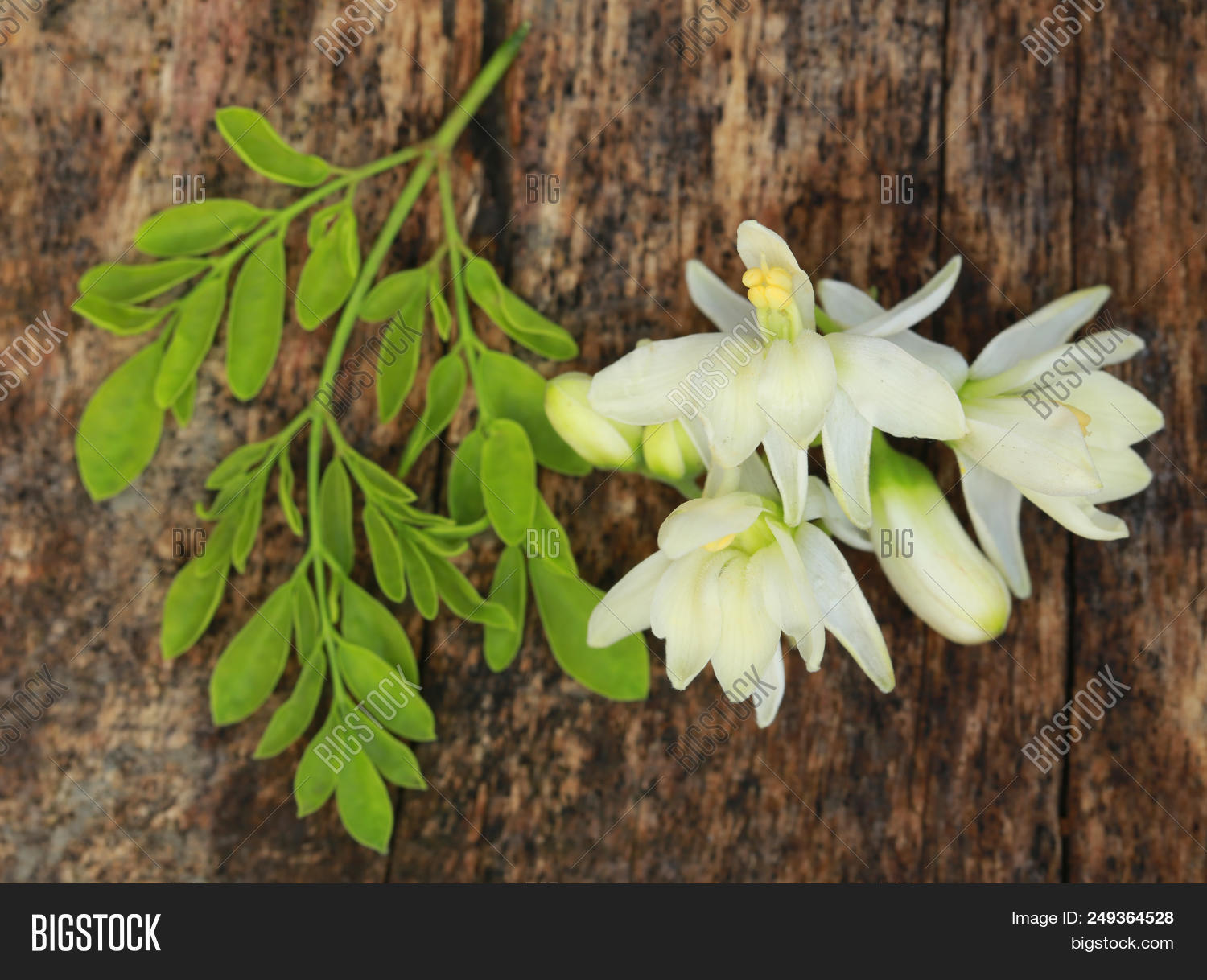 Edible Moringa Flower Image & Photo (Free Trial) | Bigstock