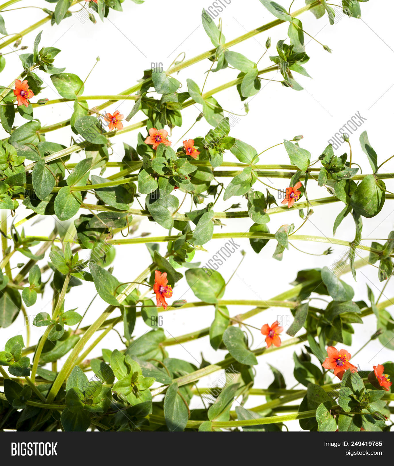 Anagallis Arvensis - Image & Photo (Free Trial) | Bigstock