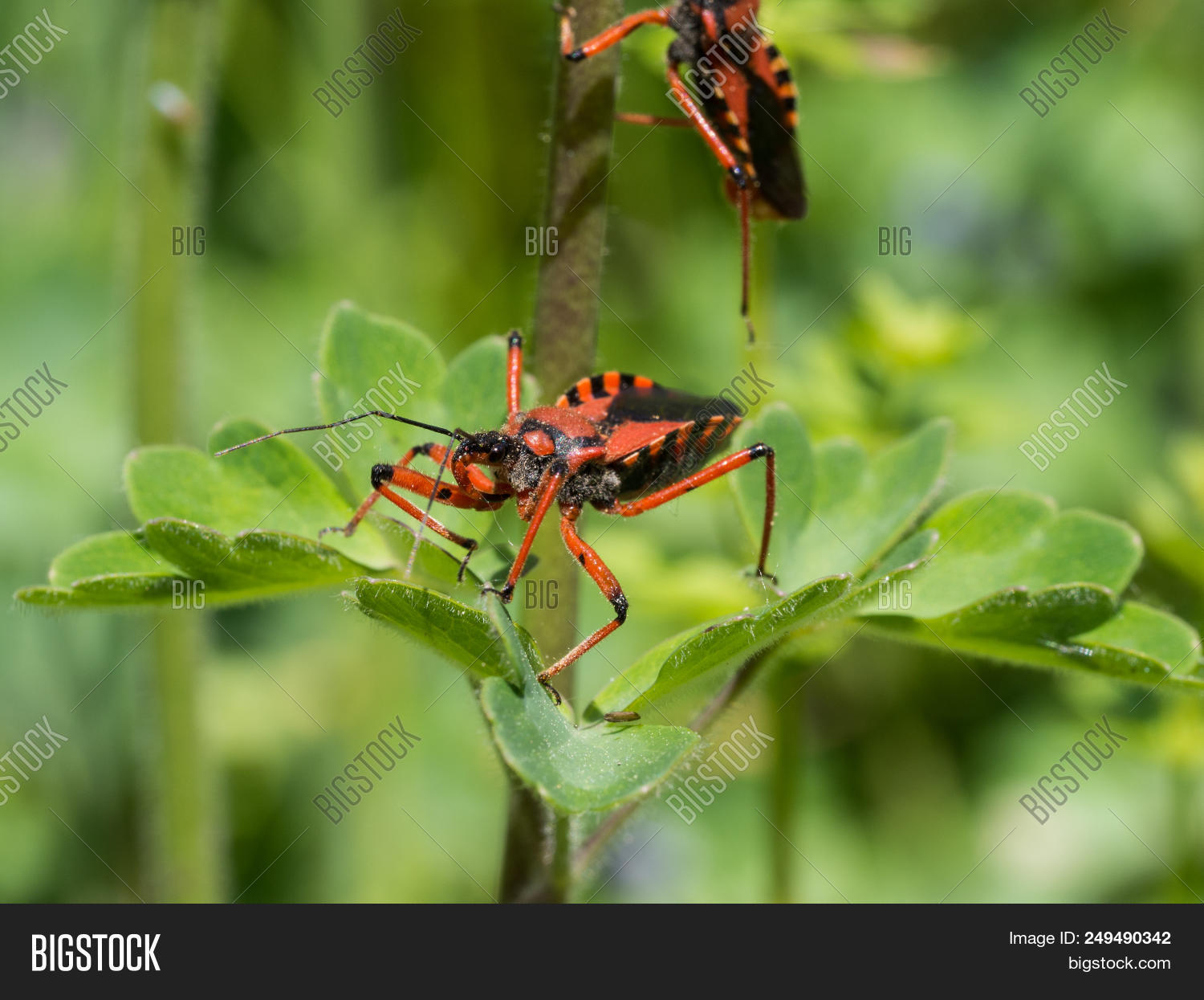 Rhynocoris Iracundus Image & Photo (Free Trial) | Bigstock