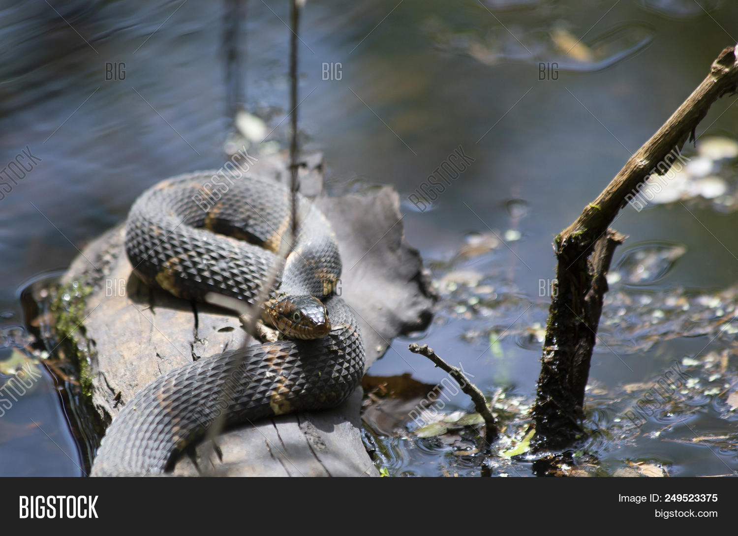 Swamp Water Snake