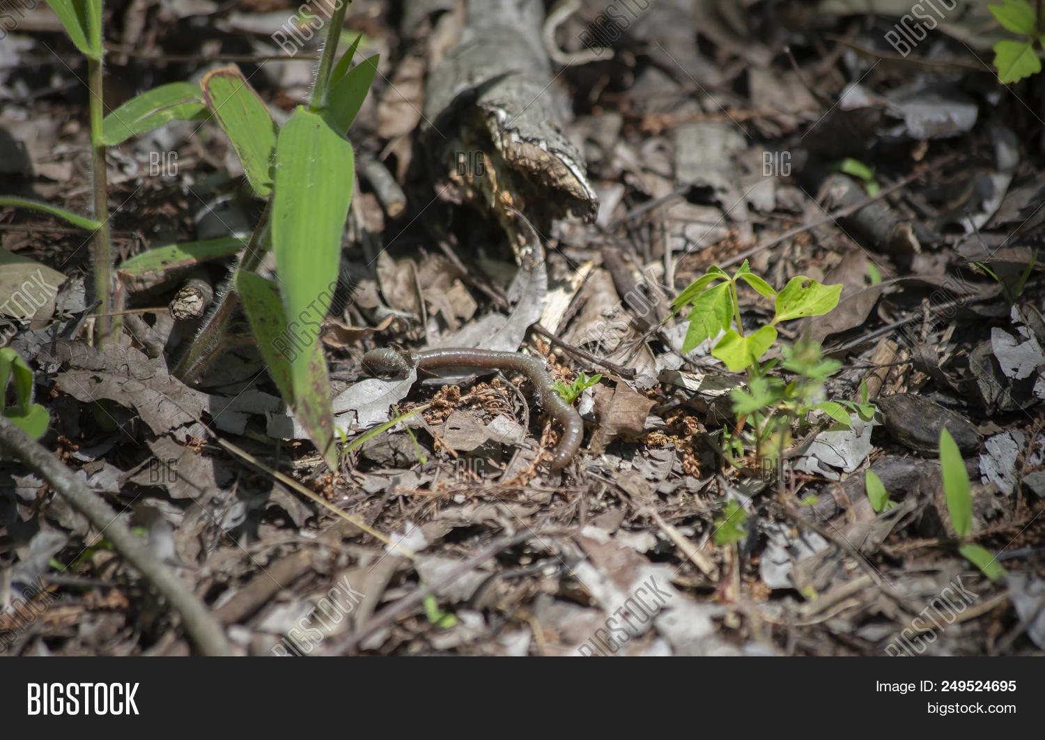 Single Earthworm Image & Photo (Free Trial) | Bigstock