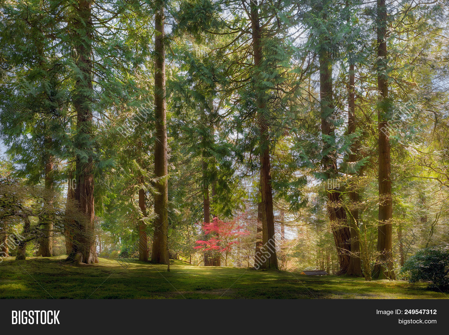 Red Maple Tree Growing Image & Photo (Free Trial) | Bigstock