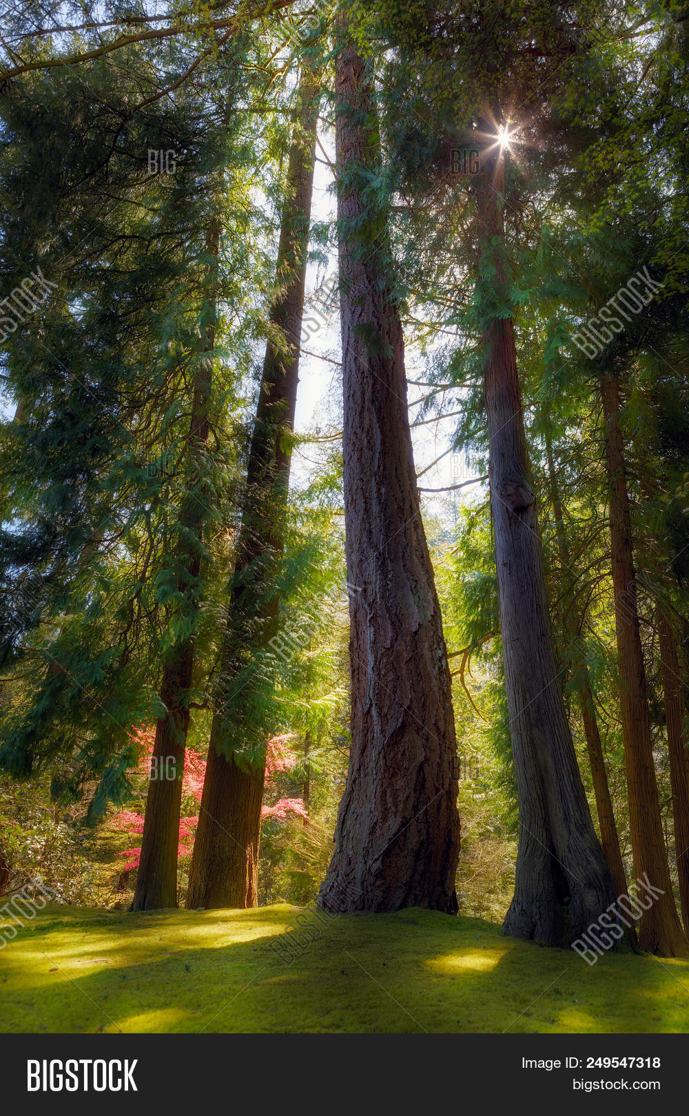 Tall Mighty Evergreen Image & Photo (Free Trial) | Bigstock