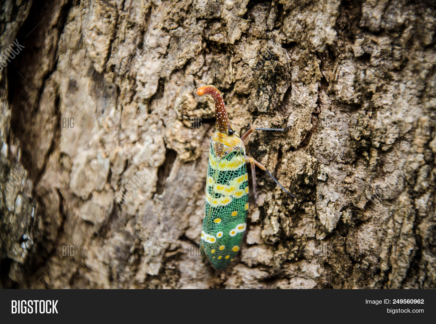 Pyrops Candelaria Image & Photo (Free Trial) | Bigstock