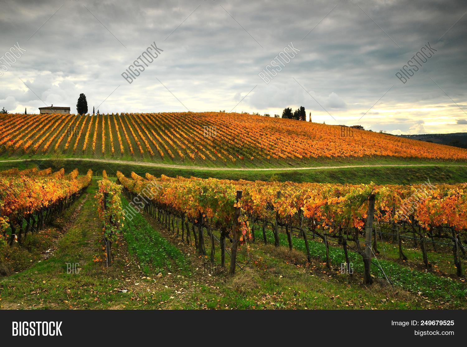 Beautiful Vineyards Image & Photo (Free Trial) | Bigstock