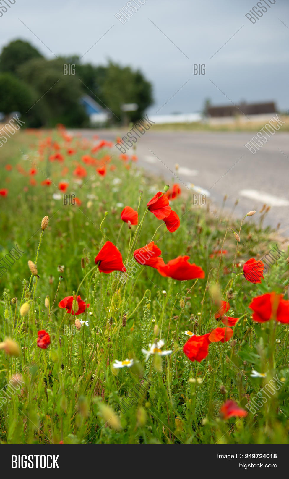 Red Poppies On Edge Image & Photo (Free Trial) | Bigstock