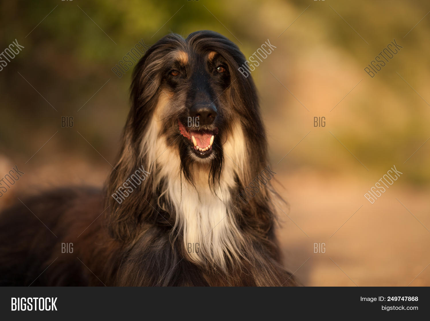 Stylish Dog Breed Image & Photo (Free Trial) | Bigstock