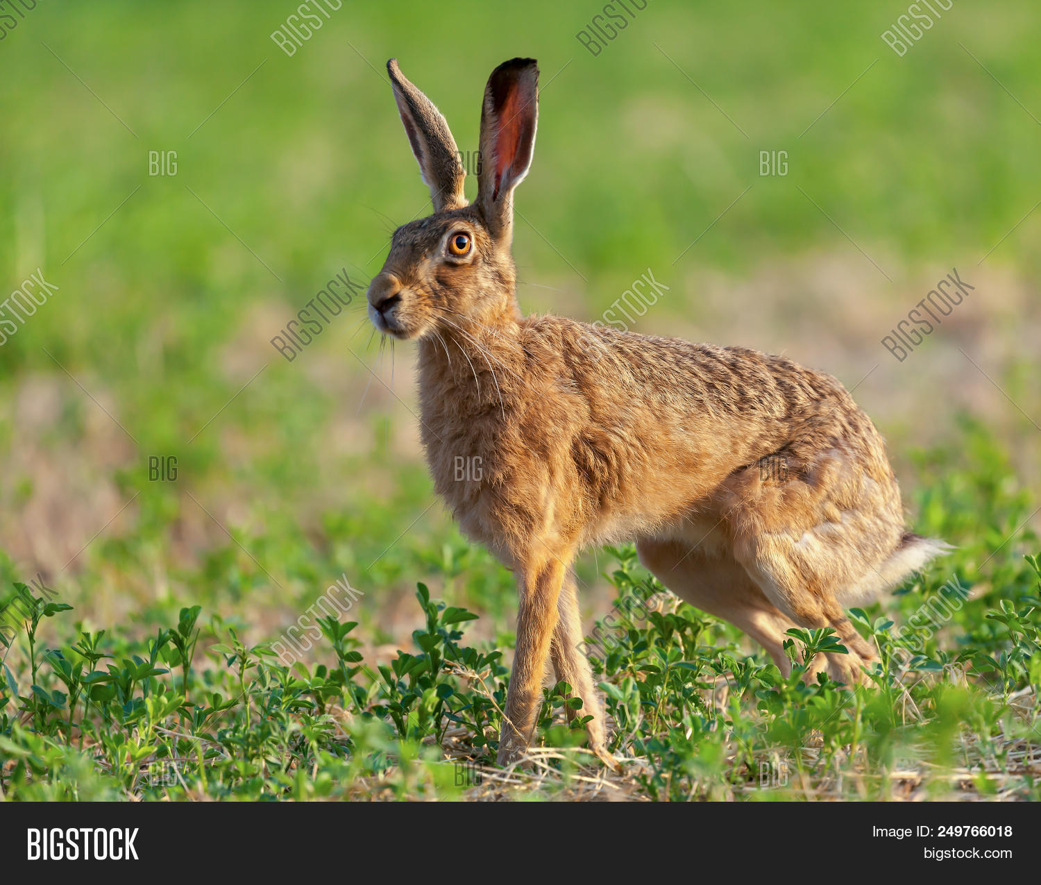 Wild Hare Beautiful Image & Photo (Free Trial) | Bigstock