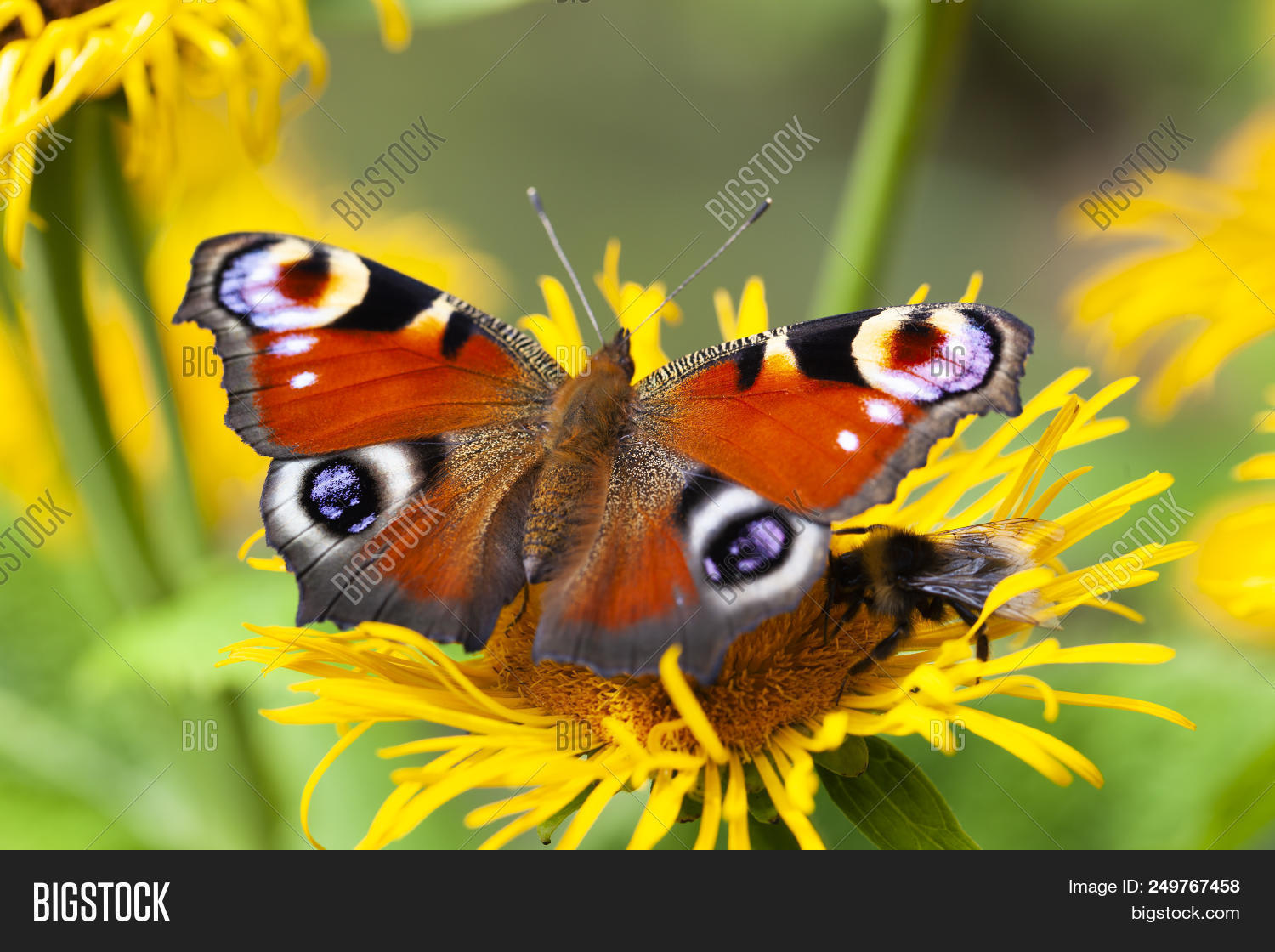 Inachis Io Peacock Image & Photo (Free Trial) | Bigstock