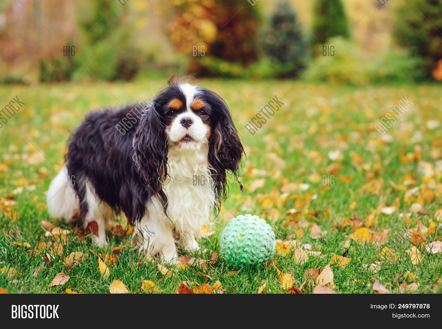 Happy Cavalier King Image & Photo (Free Trial) | Bigstock