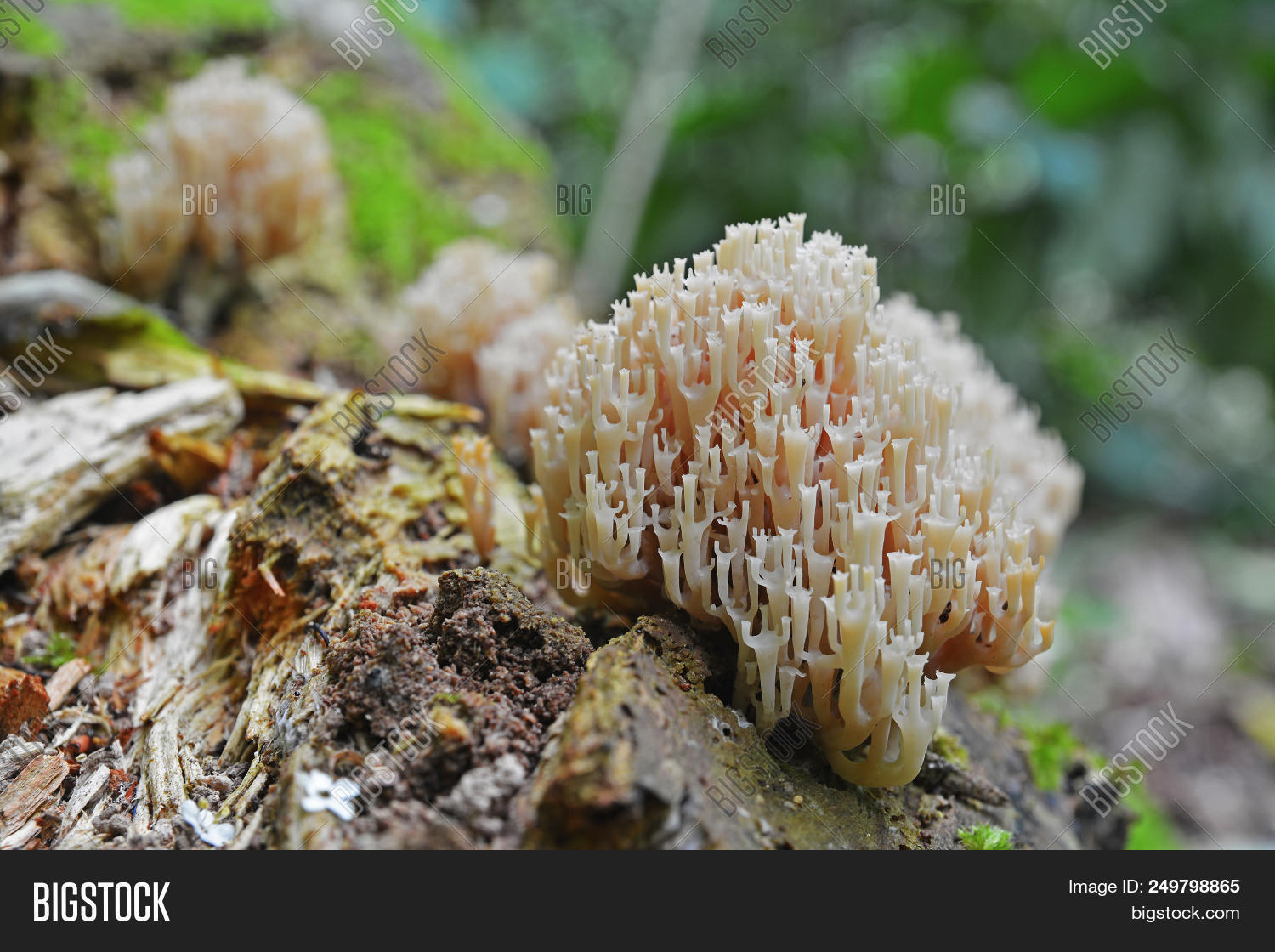 Artomyces Pyxidatus Image & Photo (Free Trial) | Bigstock