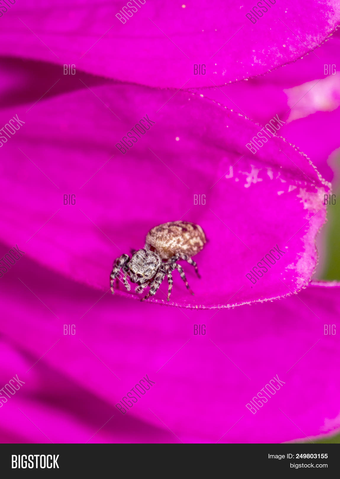 Jumping Spiders Group Image & Photo (Free Trial) | Bigstock