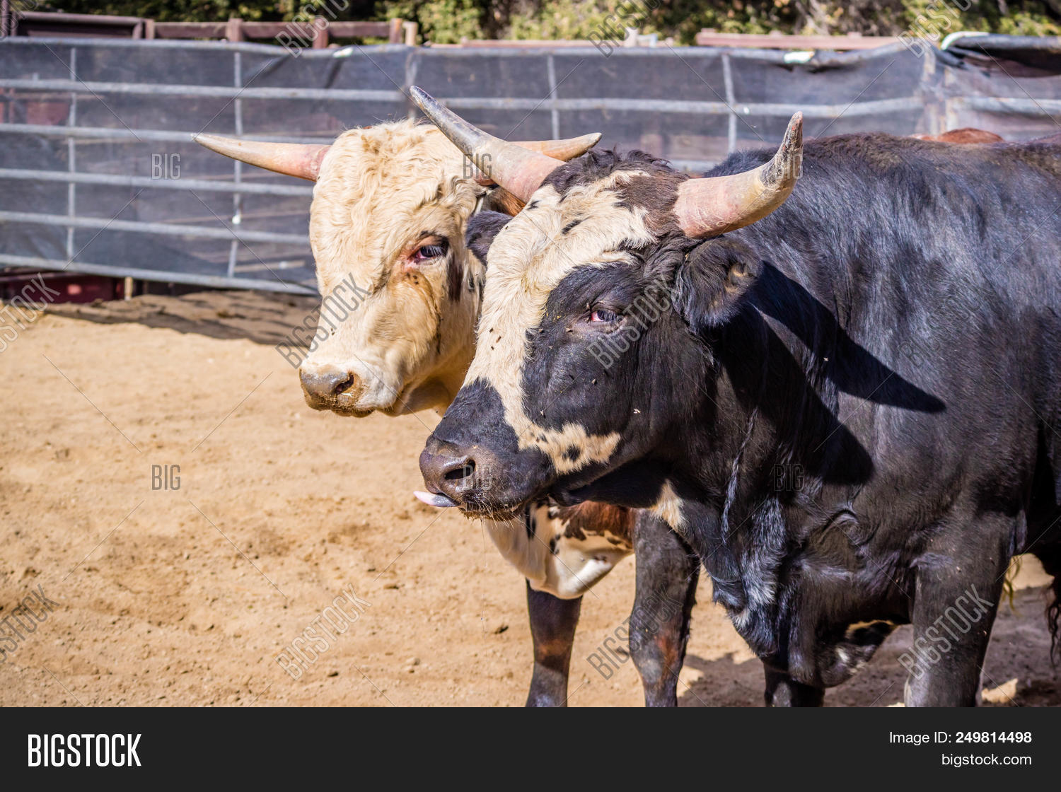 Bull Loosening There Image & Photo (Free Trial) | Bigstock