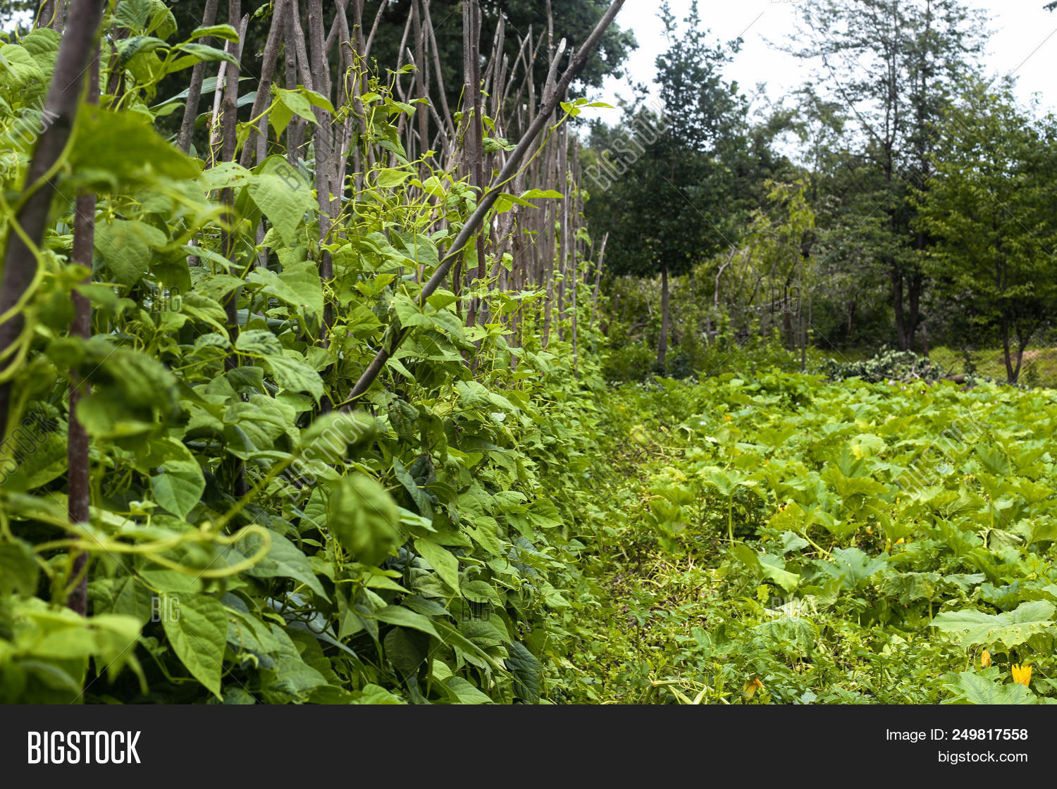 Young Stalks String Image & Photo (Free Trial) | Bigstock