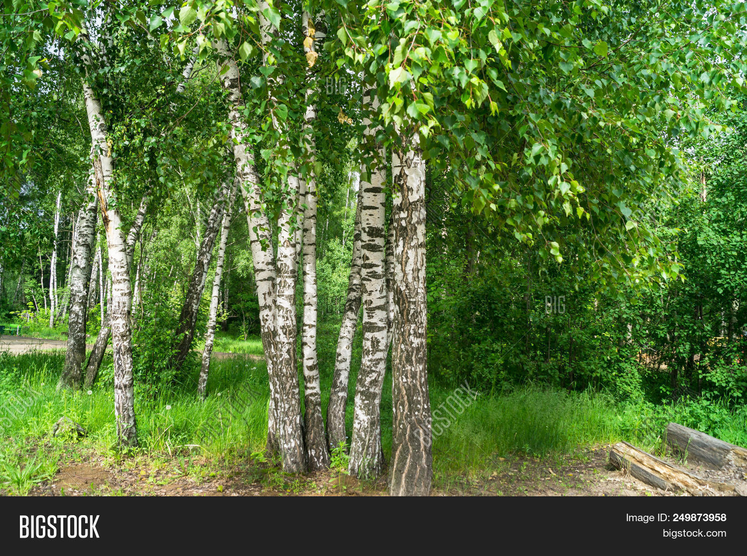 Group Young Birches Image & Photo (Free Trial) | Bigstock