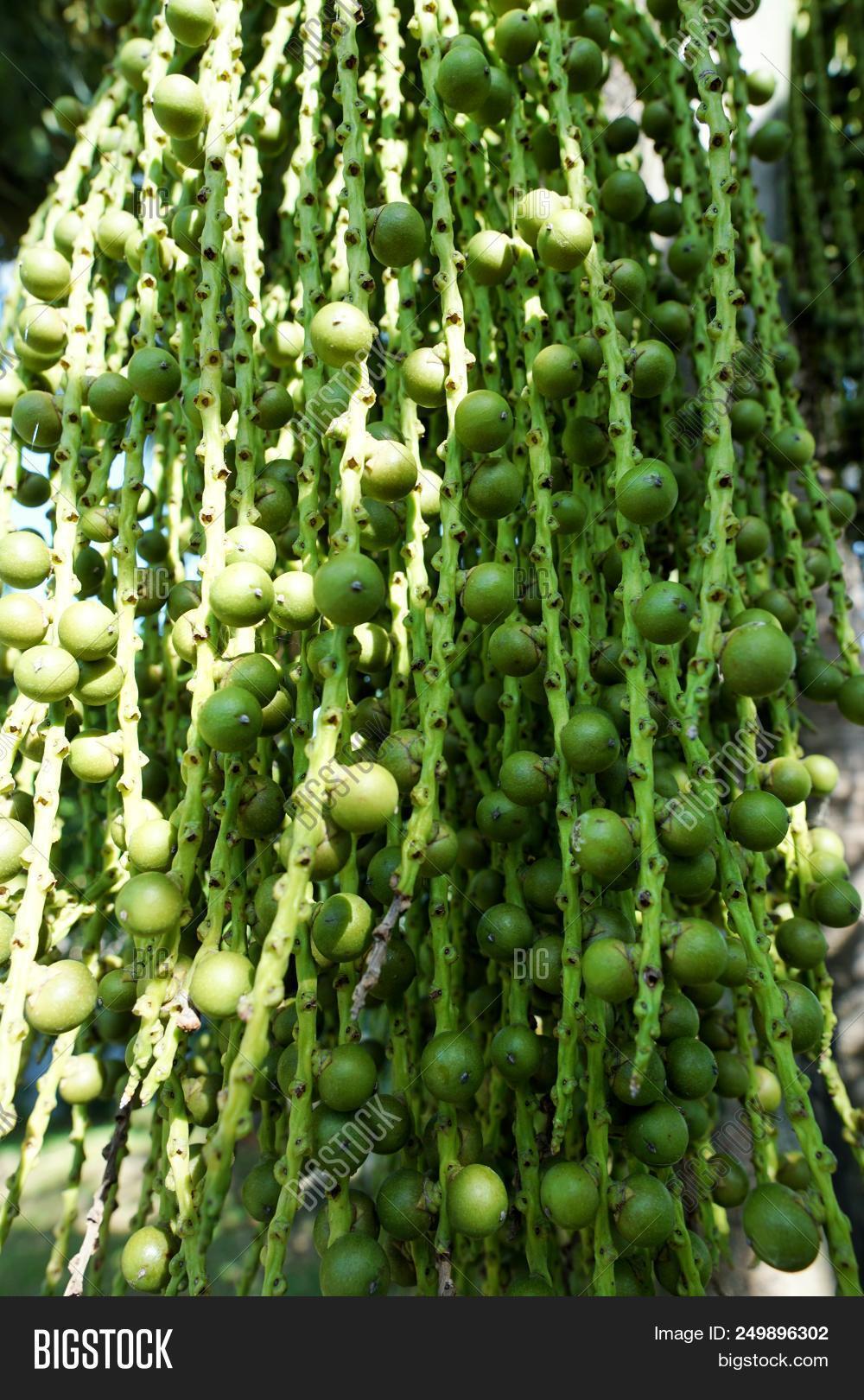 Inflorescence Areca Image & Photo (Free Trial) | Bigstock