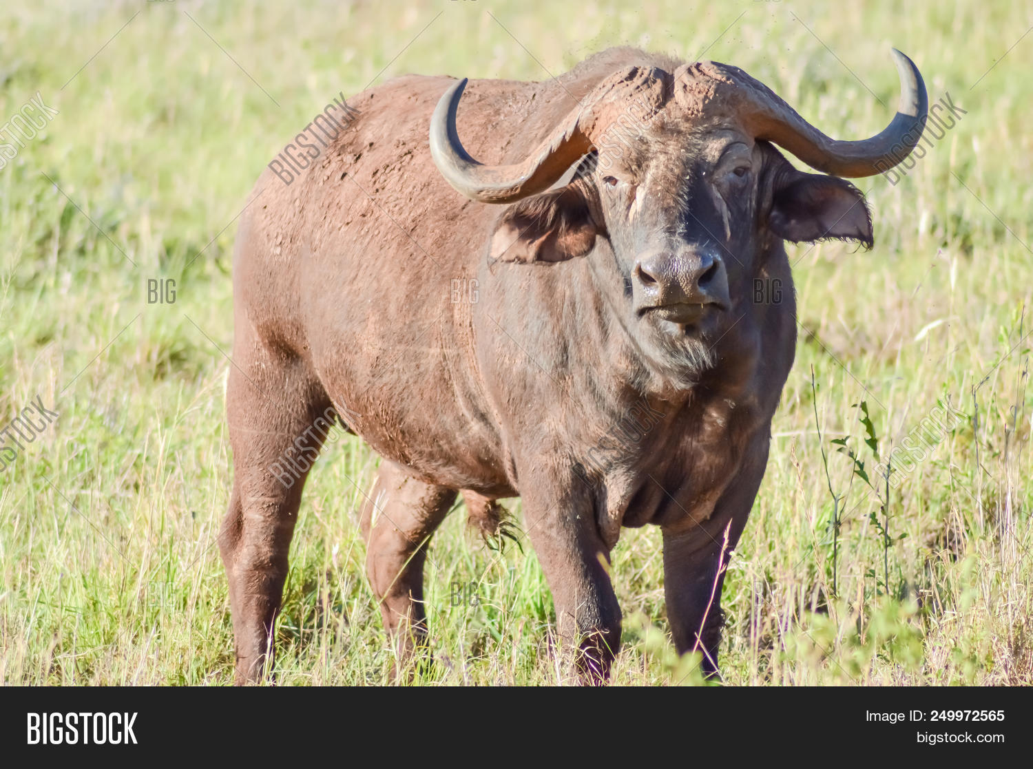 Isolated Buffalo Tsavo Image & Photo (Free Trial) | Bigstock