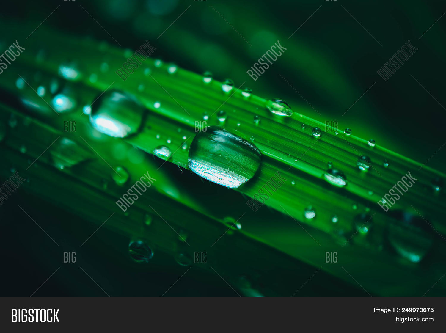 Wet Colorful Green Image & Photo (Free Trial) | Bigstock
