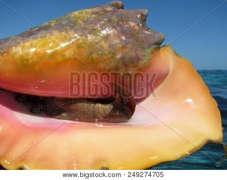 Living Queen Conch Image & Photo (Free Trial) | Bigstock