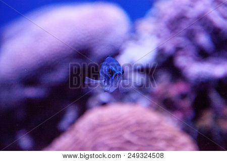 Blue Reef Chromis Image & Photo (Free Trial) | Bigstock