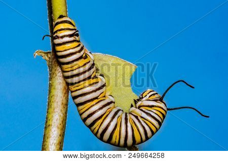 Close 5th Instar Image & Photo (Free Trial) | Bigstock