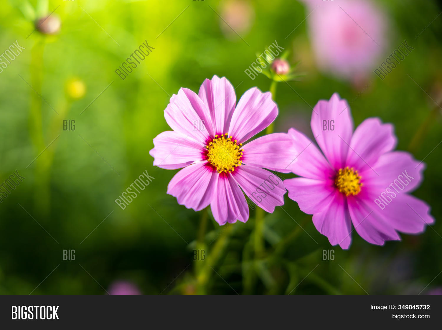 Beautiful Cosmos Image & Photo (Free Trial) | Bigstock