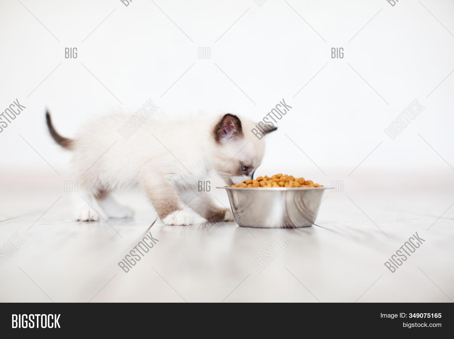Kitten Eating Food Image & Photo (Free Trial) | Bigstock