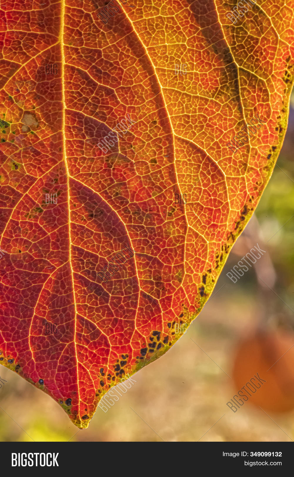 Detailed Colorful Leaf Image & Photo (Free Trial) | Bigstock