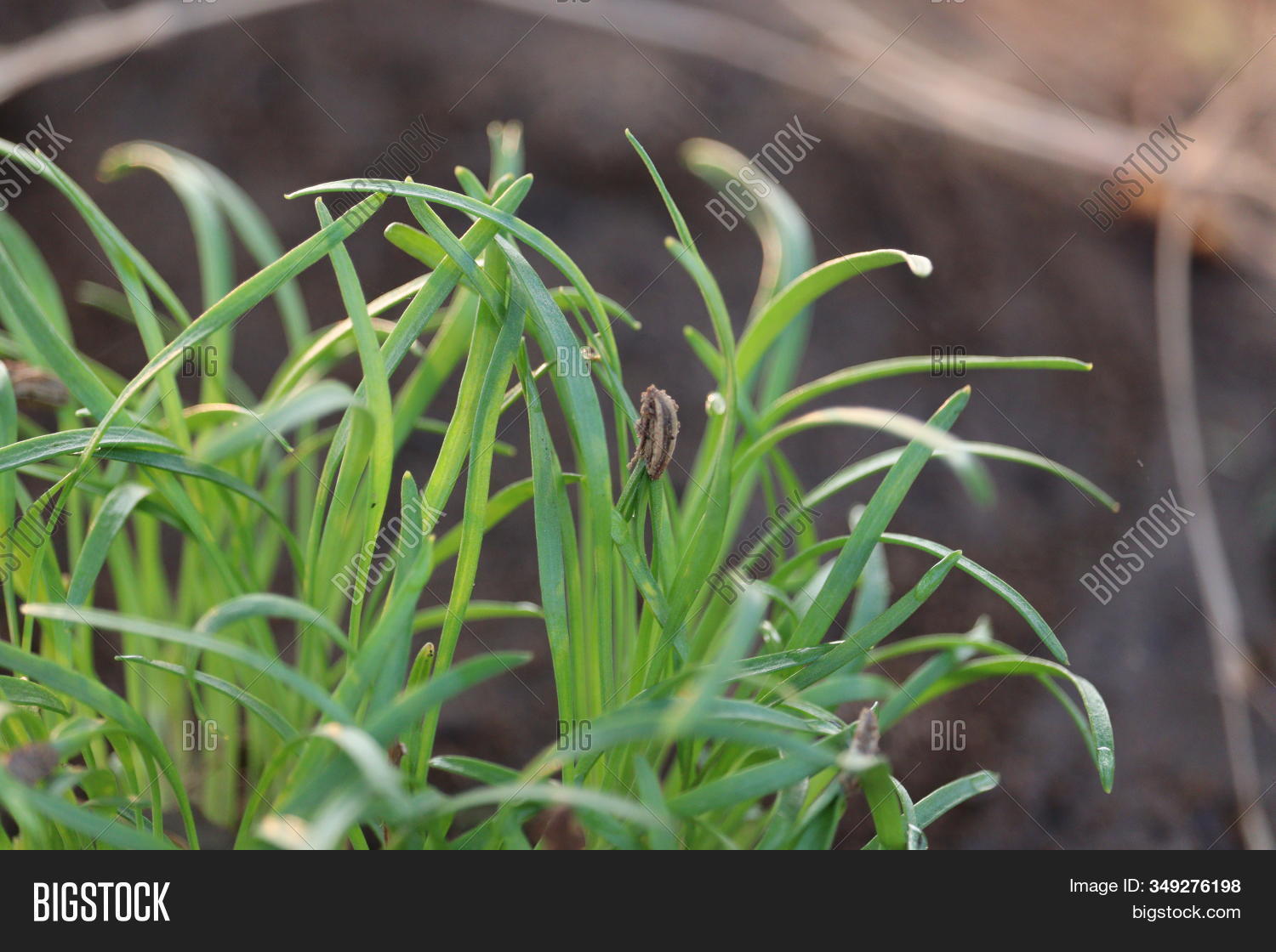Close Seeds On Small Image & Photo (Free Trial) | Bigstock