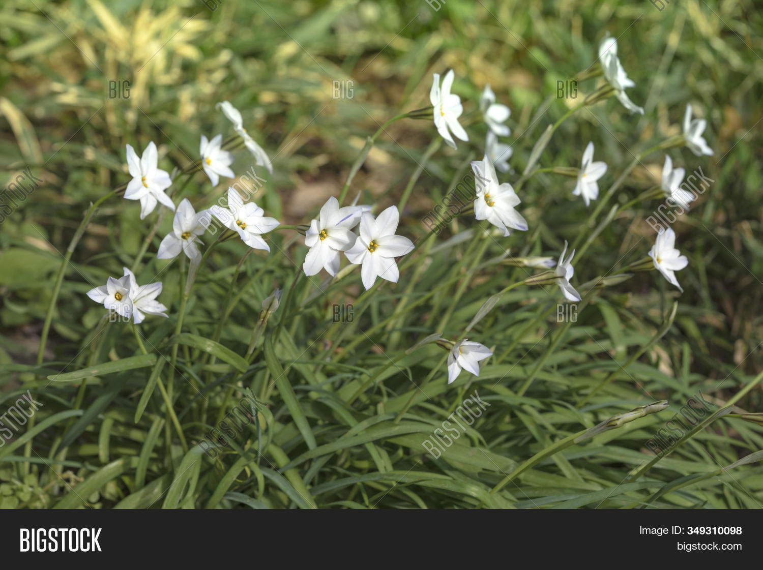 Immaculate White Image & Photo (Free Trial) | Bigstock