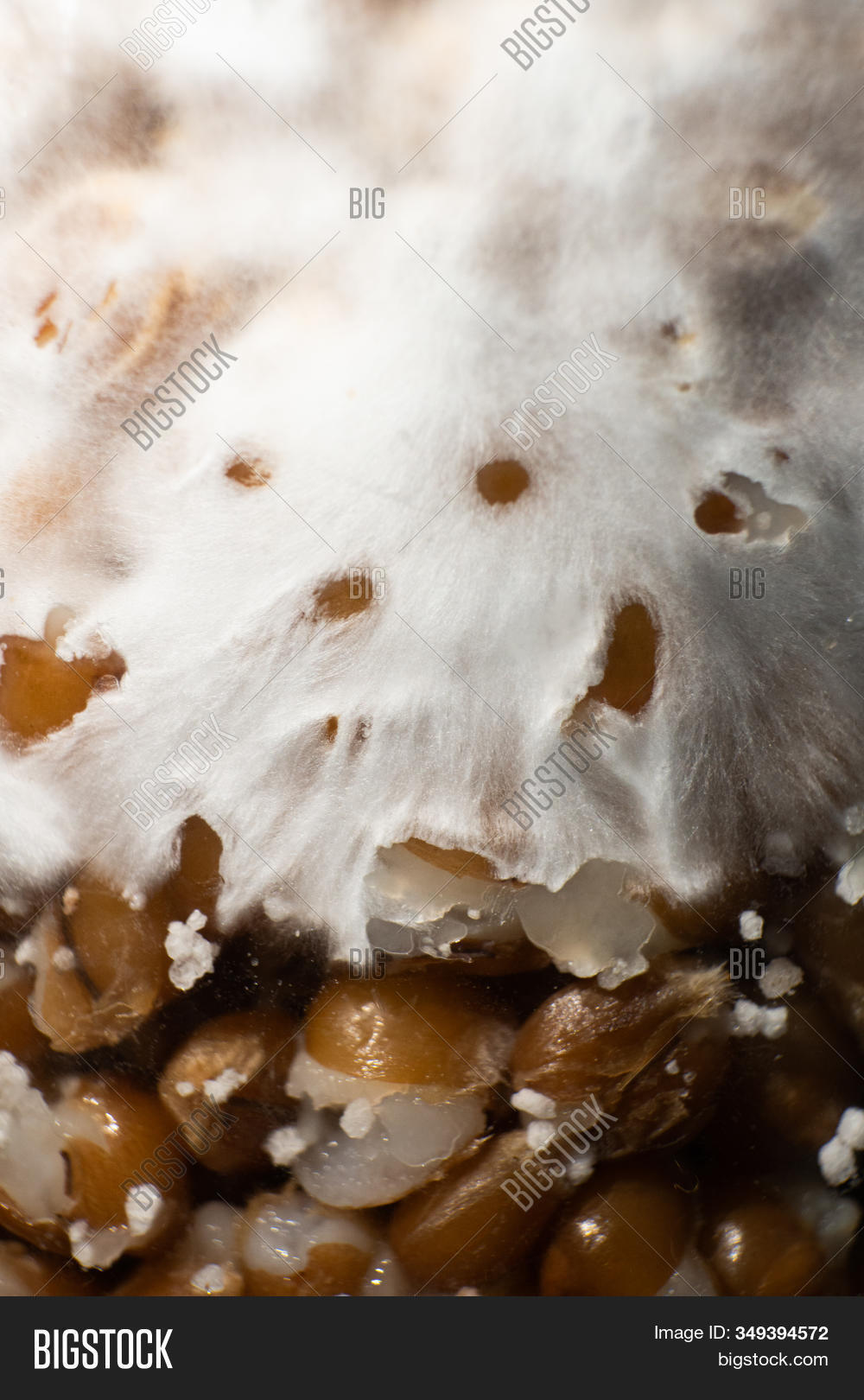 Psilocybe Cubensis Image & Photo (Free Trial) | Bigstock